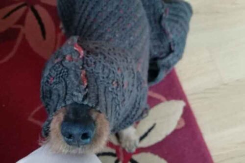 Quels sont les symptômes d'un chien malade