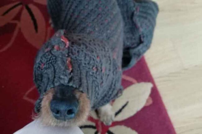 Quels sont les symptômes d'un chien malade